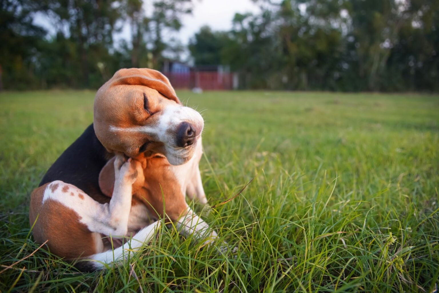 Preventing Pet Parasites: Flea, Tick, and Worm Control