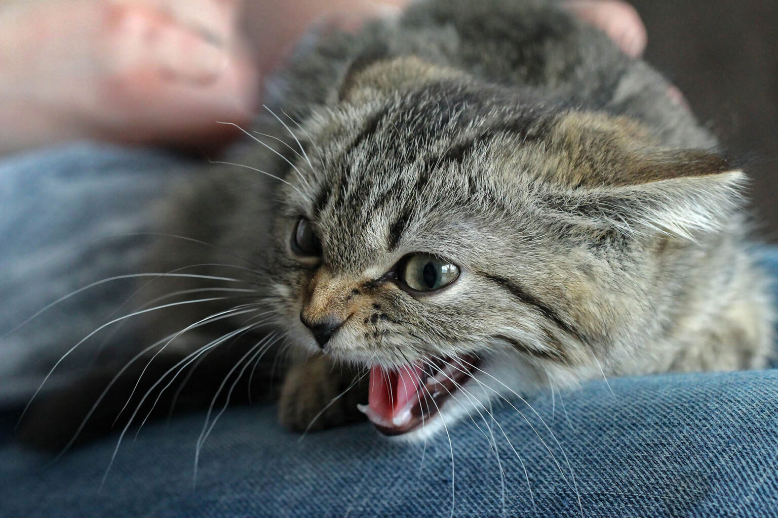 How to Introduce a New Kitten to Your Cat: A Complete Guide