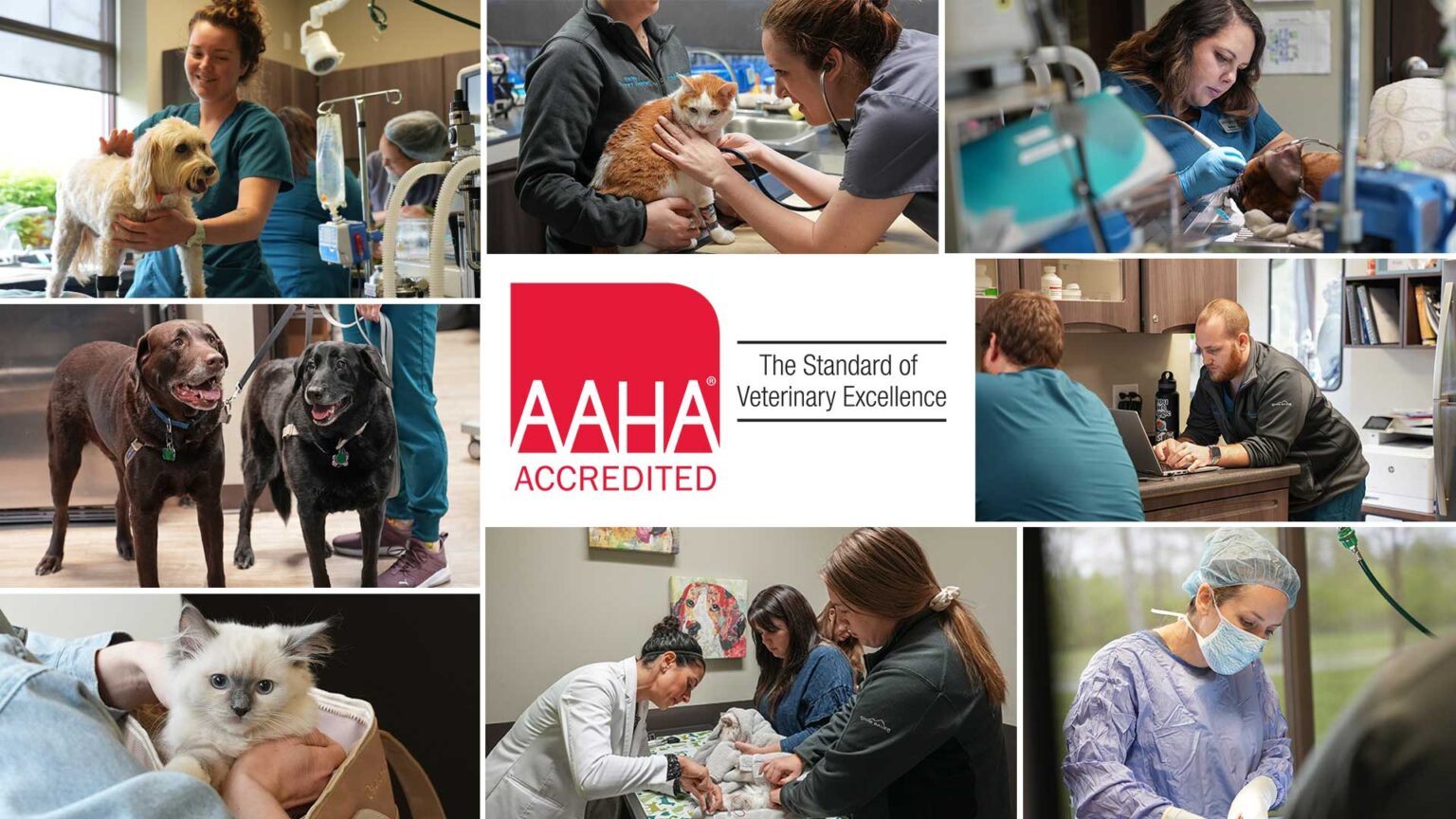 Faithful Friends Veterinary Clinic Earns AAHA Accreditation