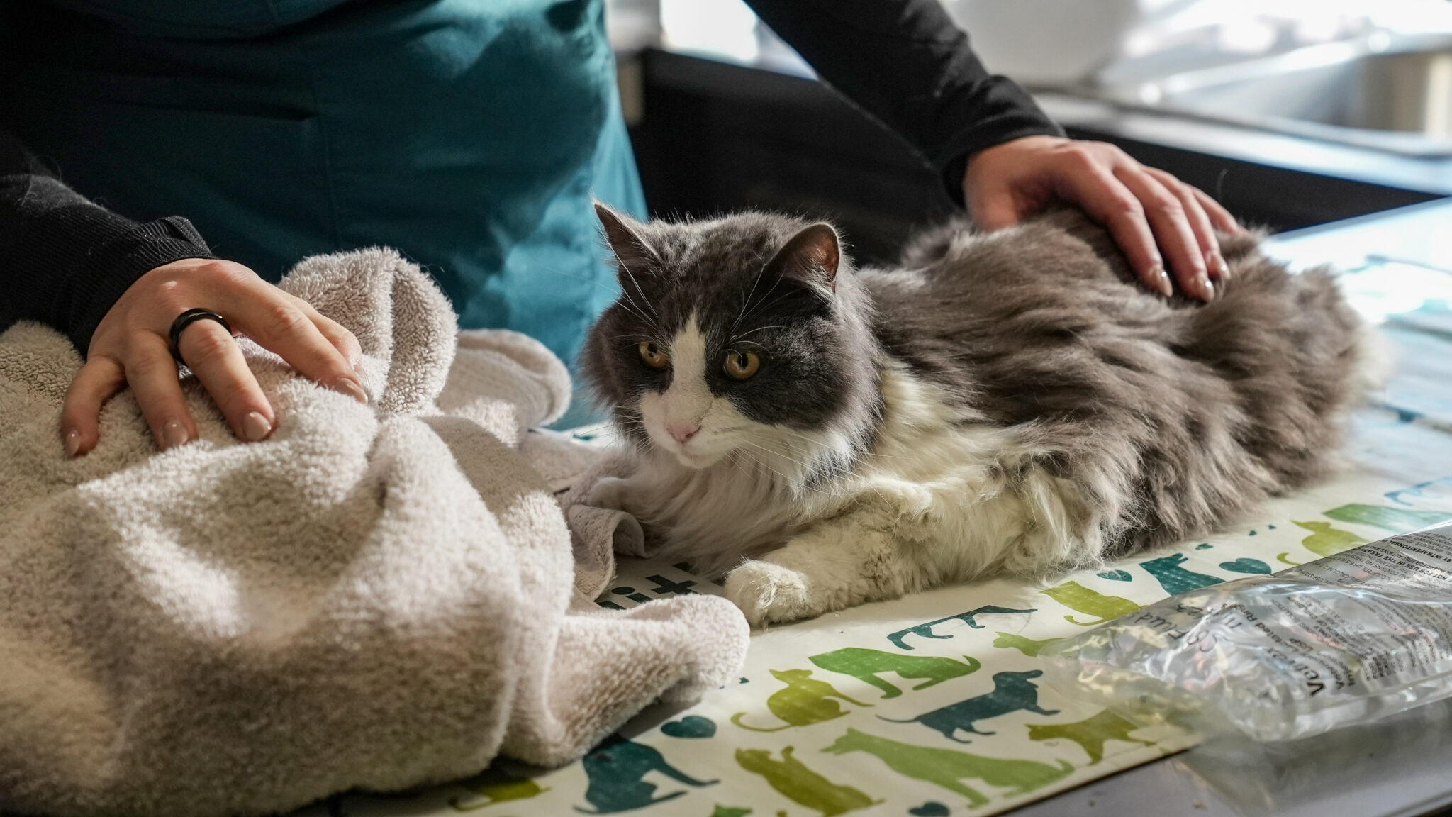Senior Cat Veterinary Care | Columbus Feline Geriatrics