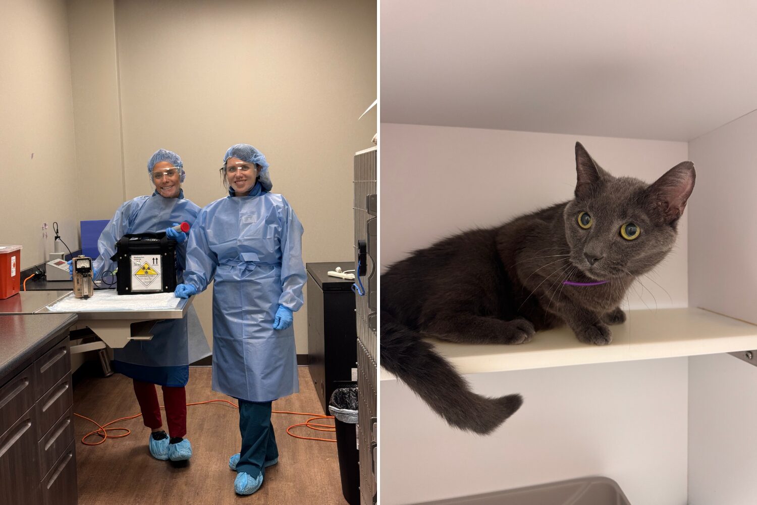 I-131 Treatment for Feline Hyperthyroidism | Faithful Friends